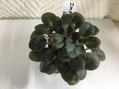 Imp's Angel Wings African Violet Starter Plant | eBay