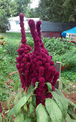 Elephant Head Amaranth HEIRLOOM 4-5 FT TALL - COMB. S/H SEE OUR STORE ...