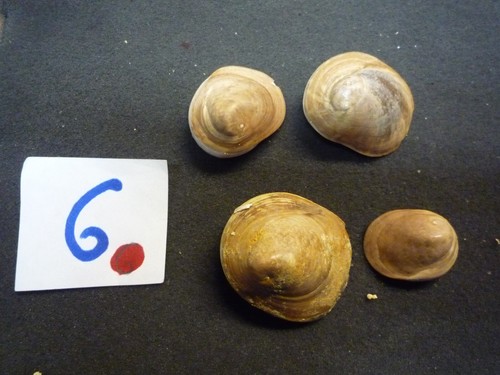 040.01 C - VELATES SCHMIEDELI - LOT N°06 X 4 - FOSSILE DU BASSIN ...