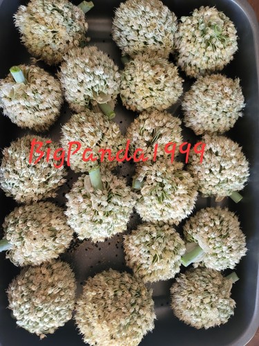 30 Organic SHIMONITA NEGI Japanese Bunching Onion seeds | eBay