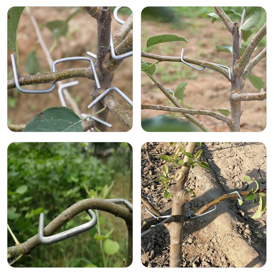 Fruit Tree Branch Puller Plant Branches Trainer Plants Training Tools ...