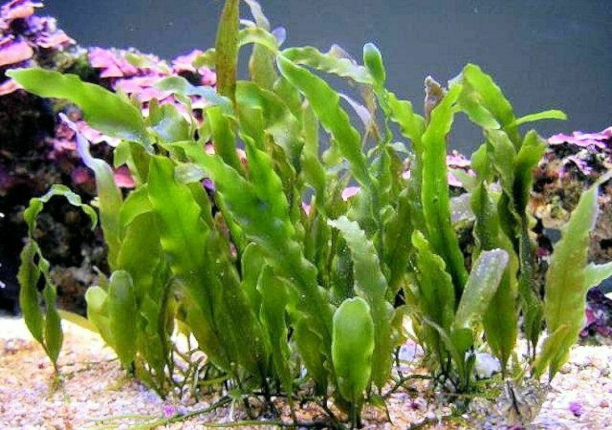 Saltwater Aquarium Plants
