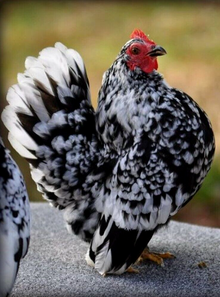 12 NPIP/AI CLEAN SERAMA BANTAM HATCHING EGGS SHOW QUALITY MICRO MINI ...