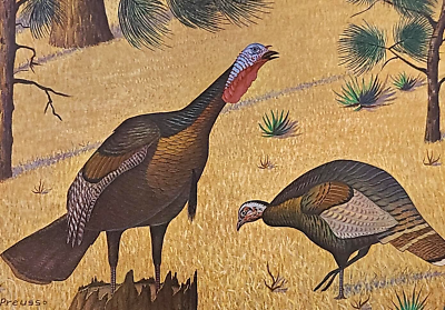 Wild Turkey Pictures To Print Wild Turkey Male In Courtship Display,