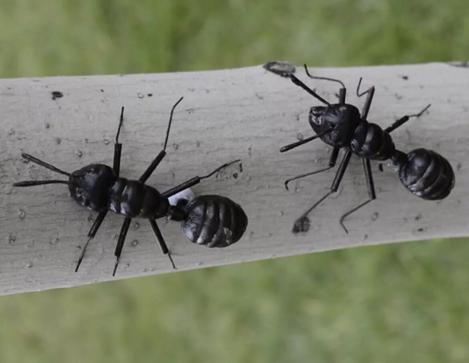 Camponotus Nicobarensis 60w Garden Desktop 2 Queen Polygynous Ant ...