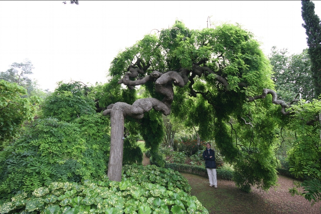 Japanese Pagoda Tree Bonsai