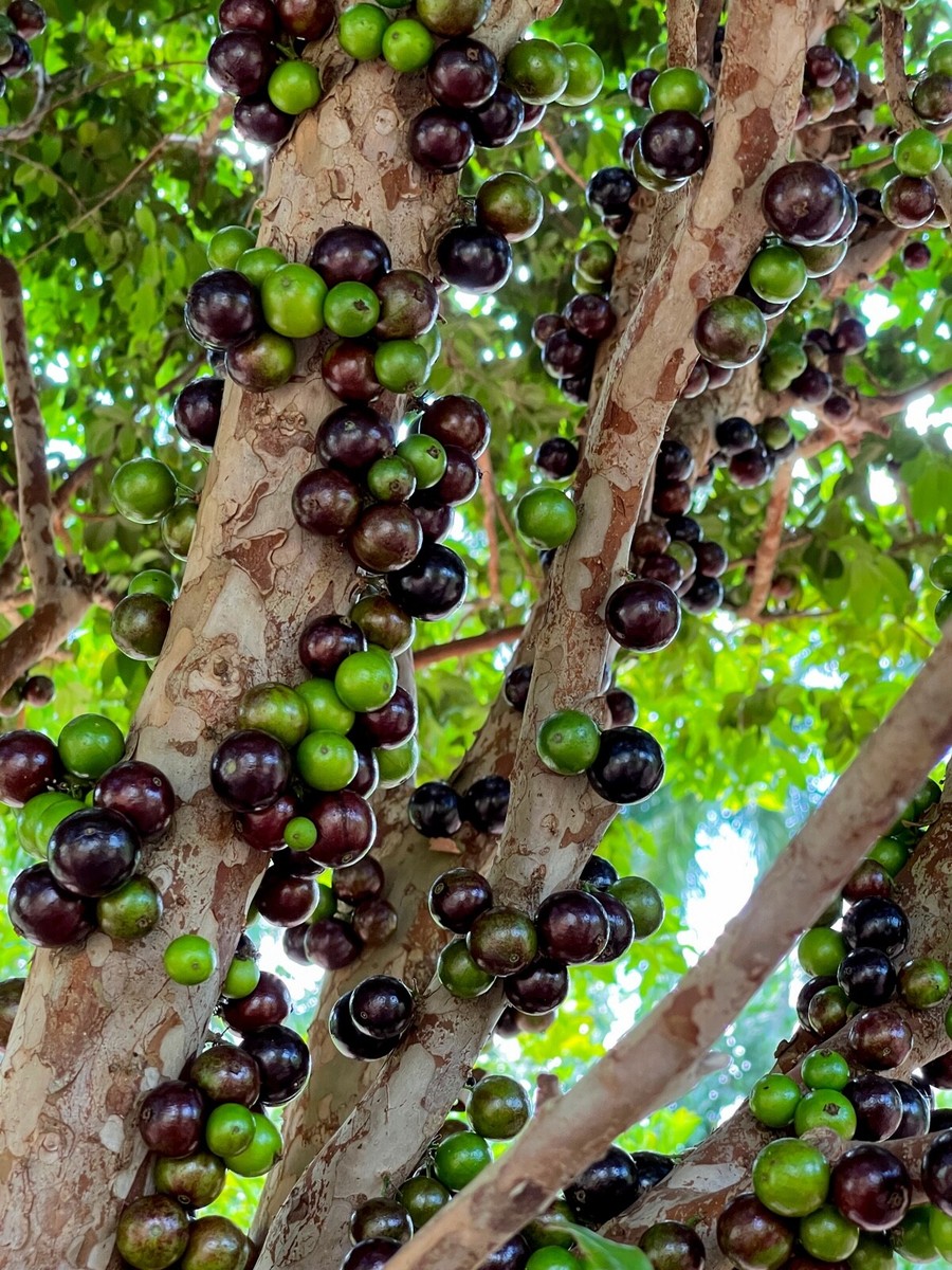 Jaboticaba Samen