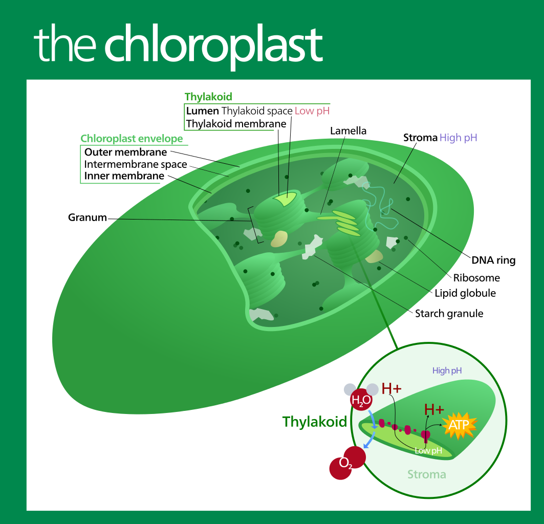 Thylakoid Diagram Photosynthetic Model Membranes Of Natural Plant