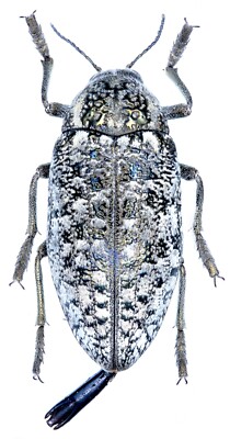 Buprestidae, Julodis speculifer ssp. monstrosa, VERY RARE!!! (S IRI ...