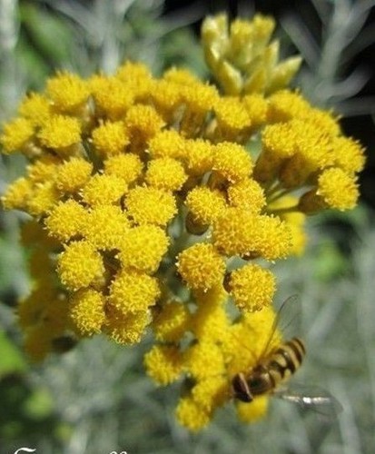 HERBE à CURRY Hélichryse Italienne ♫ Graines ♫ COLLECTION Aromatique ...