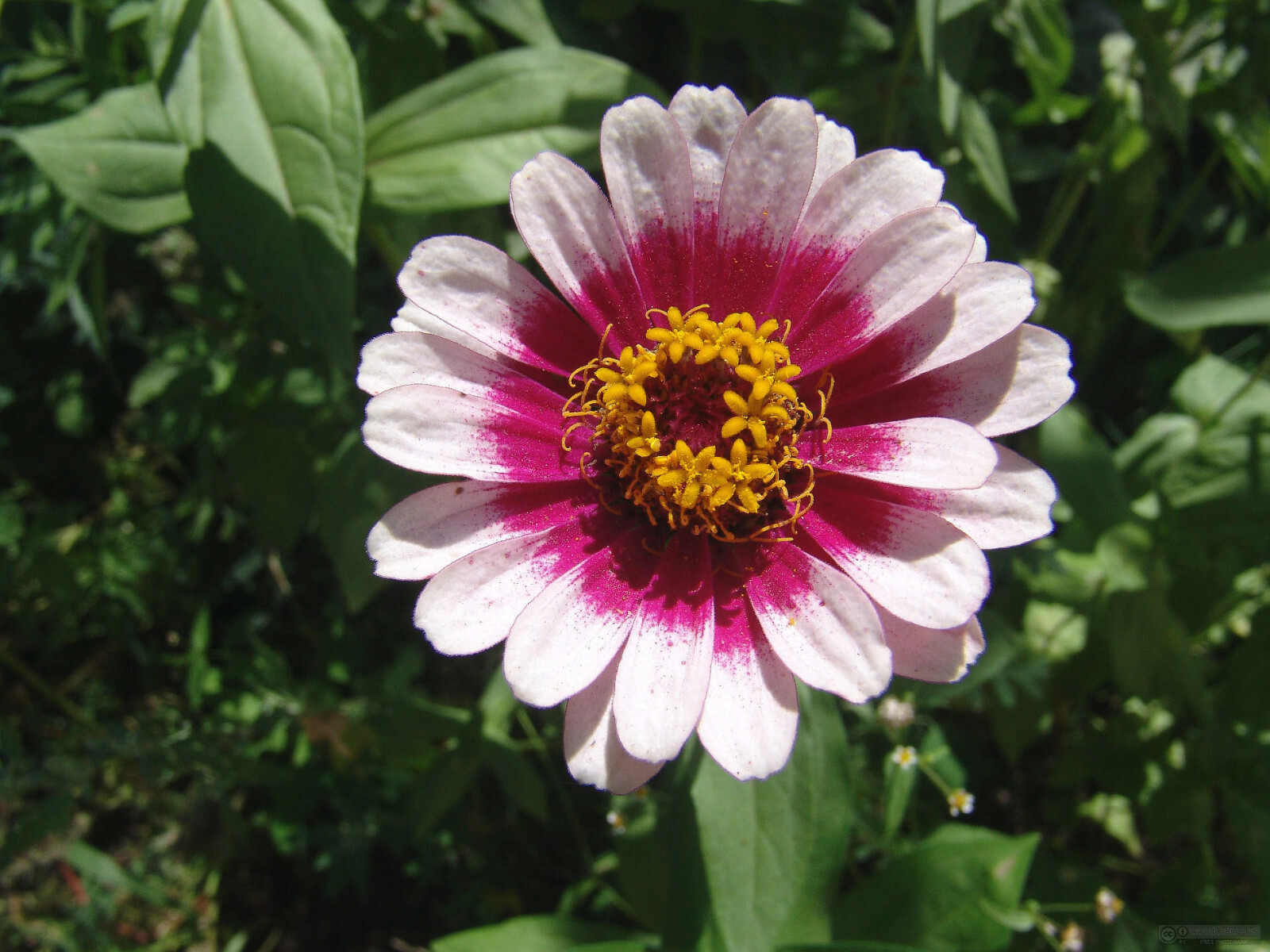 50 CAROUSEL MIX ZINNIA Elegans Carrousel Whirligig Mixed Colors Flower ...