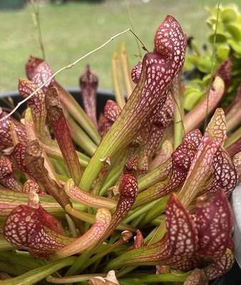 Sarracenia “Scarlet Bell” 🌿 American Carnivorous Pitcher Plant - Small ...