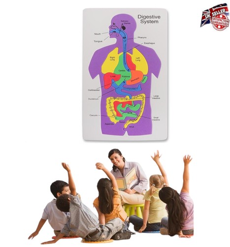 3+ Years Early Learning Board Foam Human Digestive System Body Organs ...