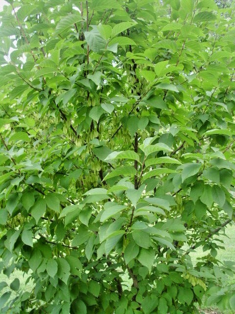 10 JERSEY BELL CAROLINA SILVERBELL SEEDS - Halesia carolina ‘Jersey ...