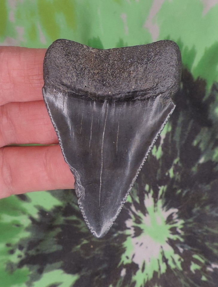 Great White Sharks Tooth 2 11/16" inch NO RESTORATIONS fossil sharks ...