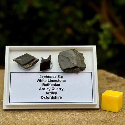 Set of 3 Lepidotes Fish Scale Fossils, Jurassic Era, White Limestone ...