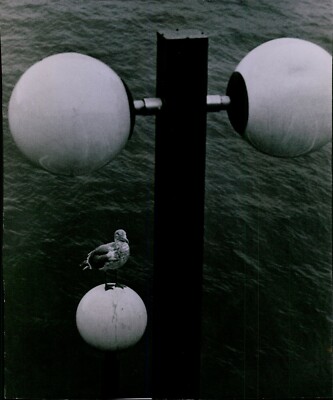 LG829 1977 Orig Ron DeRosa Photo A PLACE TO ALIGHT Waterfront Park ...