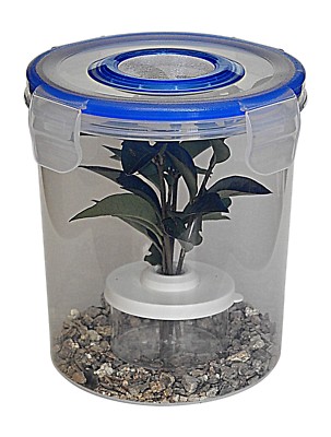 Stick Insect,Leaf Insect Cage- Nursery Enclosure Perfect For Baby Stick ...