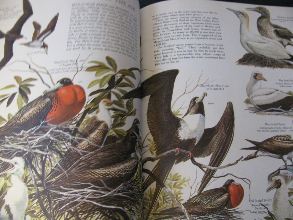 1962 GIANT GOLDEN BOOK OF BIRDS HC BOOK ROBERT ALLEN 97 PGS LOWEST ...