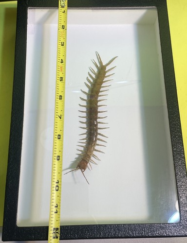 Real Giant Centipede Insect Taxidermy Display Framed Box Art Decor Gift ...
