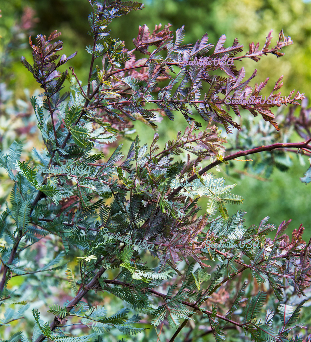 Purple Acacia Flower