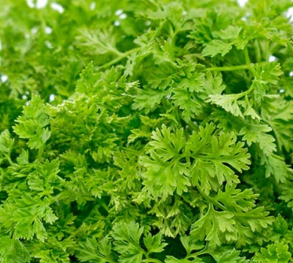 Herb & Veg Seeds - Large Variety - Grow your own - Free P & P - Up to ...