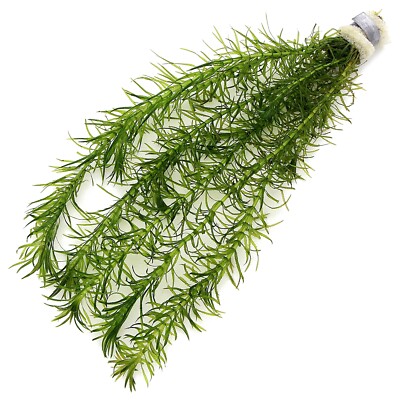 Egeria Najas - Bunches - Elodea Oxygenating Pond Water Aquarium Live ...