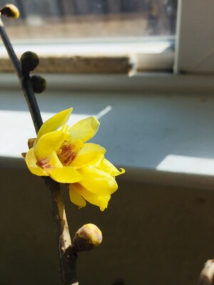 Fragrant Wintersweet Shrub, Chimonanthus praecox Seeds 10 Seeds | eBay