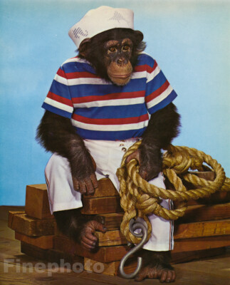 1959 Vintage MONKEY HUMOR Chimpanzee SAILOR Anchor Boat Fashion Animal ...