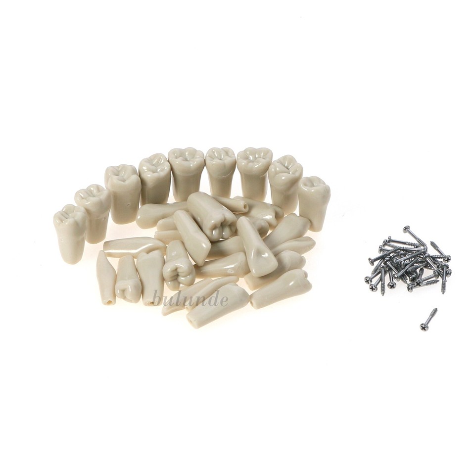 US Dental Columbia Dentoform 860 Type Typodont Model With 32Pcs ...