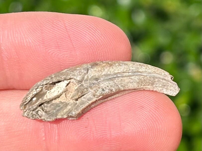 NICE Theropod Dinosaur Claw Fossil from Niger Dino Bones Kryptops ...