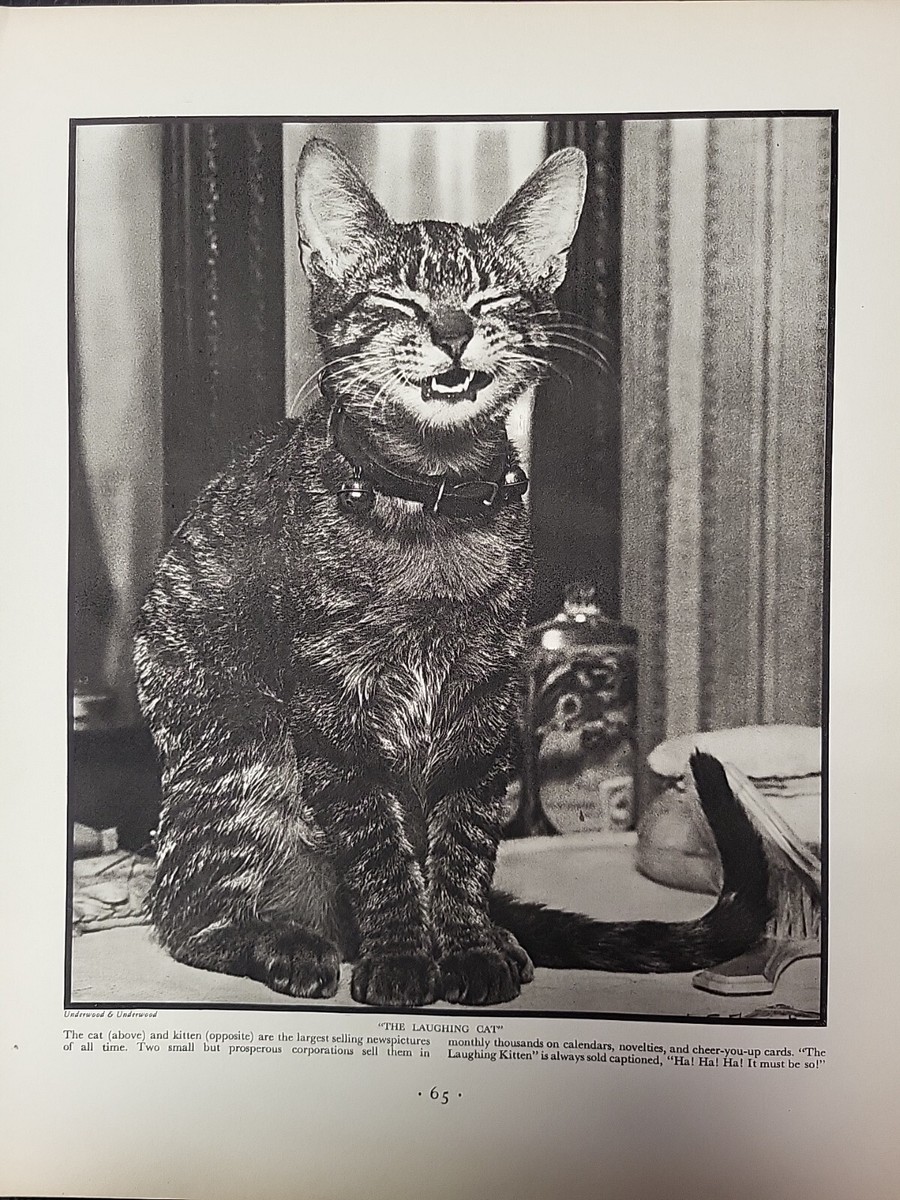 Images Of Laughing Cats HOBOTOPIA