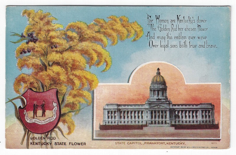 Kentucky State Flower And Tree