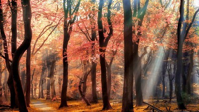 Landscape nature park trees path sun rays mist leaves Custom Gaming Mat ...