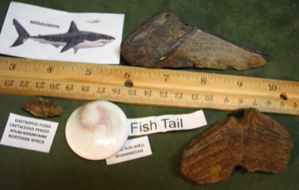 4 FOSSILS 4.25inch MEGALODON 1.5in SUN SHELL GASTROPOD RARE FISH TAIL ...