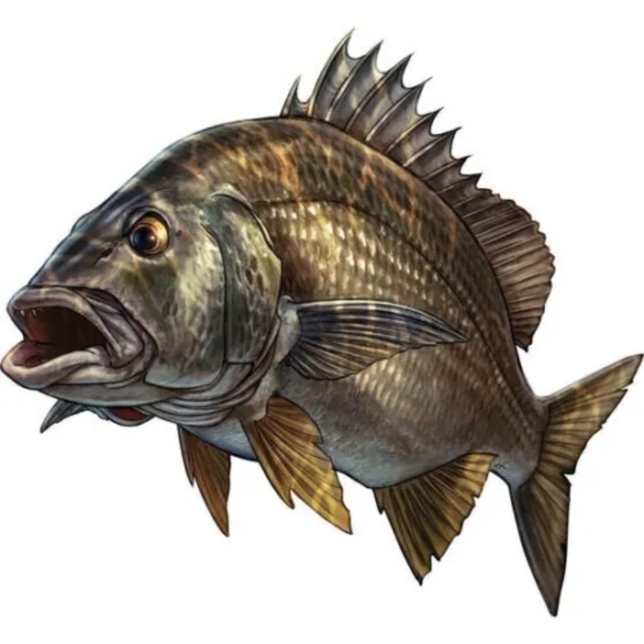 Reflective FISHING Stickers Decals 20cm Esky Boat Car Fish Gift Squid ...