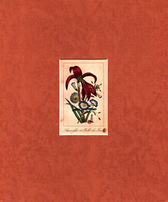 "Crimson Amaryllis and Dwarf Morning Glory" Antique Matted engraving ...