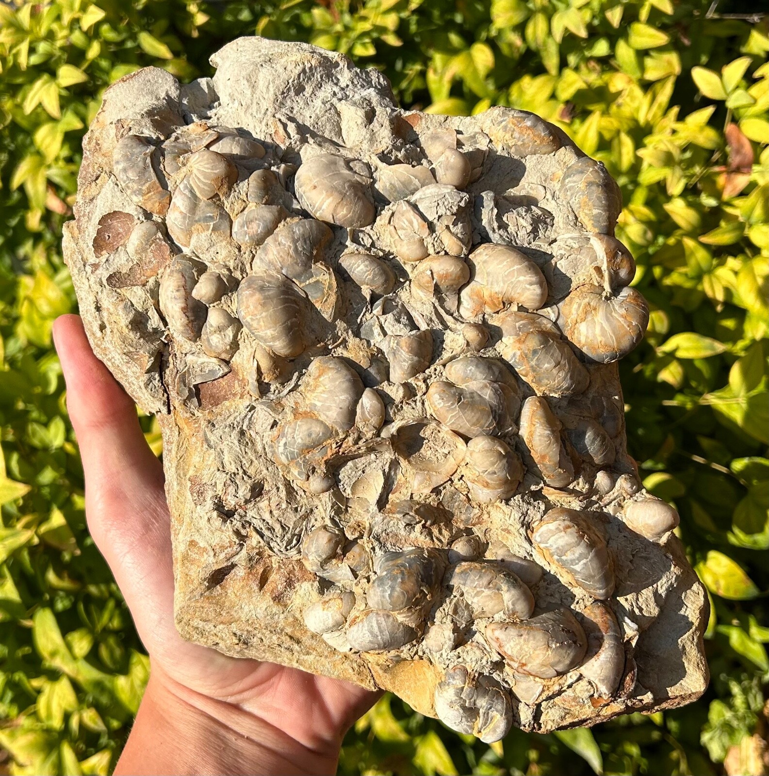 HUGE Fossil Gryphaea Bivalves Death Plate 9.6” Texas Cretaceous Oyster ...