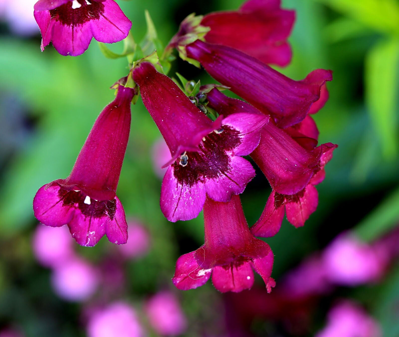 Penstemon Rich Ruby Beardtongue Flowering Perennial Garden Plant 9cm ...