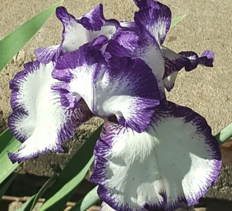 6 Count MIXED COLORS & VARIETIES IRIS BULBS TRANSPLANT SEASON | eBay