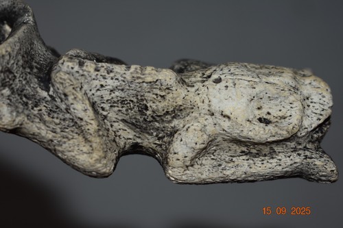 TAINO SHELL/BONE SPOON, 6" PROV | eBay