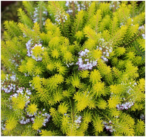 [x4] Cornish Heather Erica Vagans 'Yellow John' | Multi-Pack | Pot ...