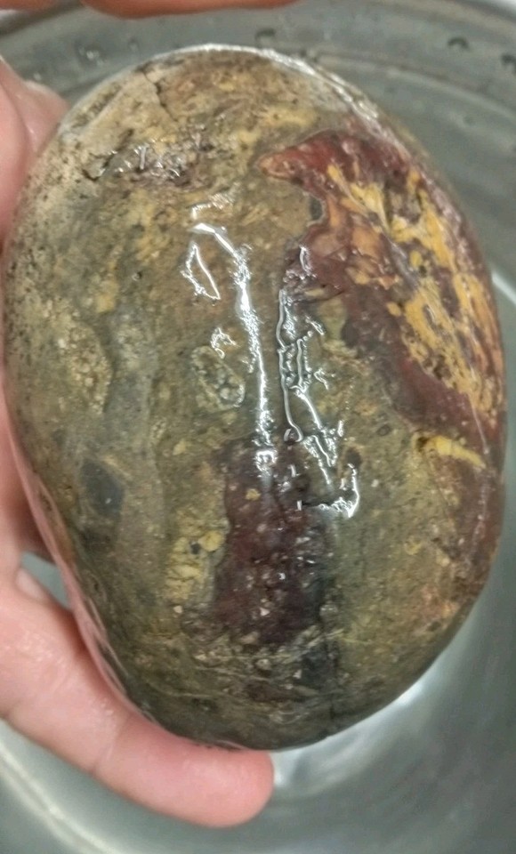 21.33 oz. Colorado River DINOSAUR COPROLITE Arizona Fossil Fossils ...