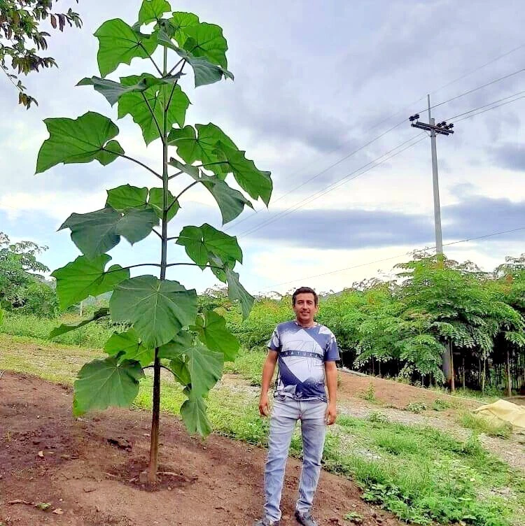 Royal Paulownia Empress Tree Deals | www.simpleplanning.net
