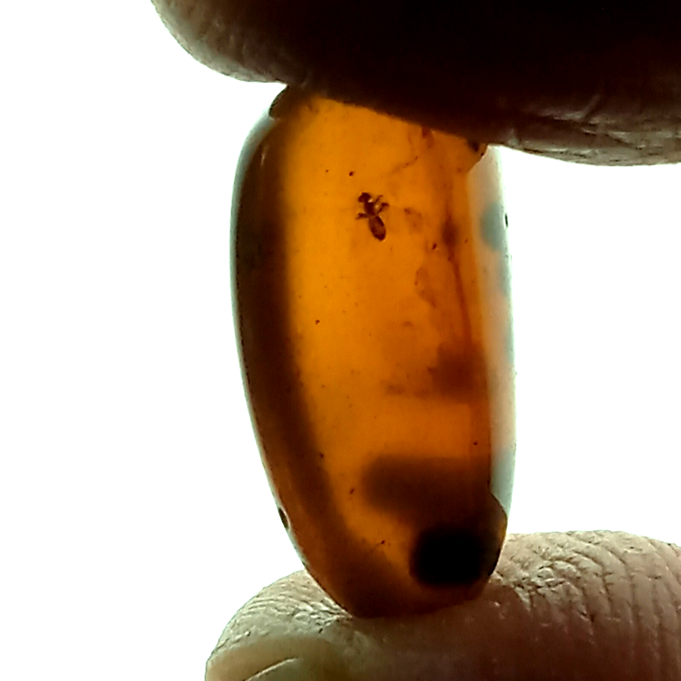 Amber with Insects, Bugs & Inclusions | Parasitic Wasp Fossil in Clear ...