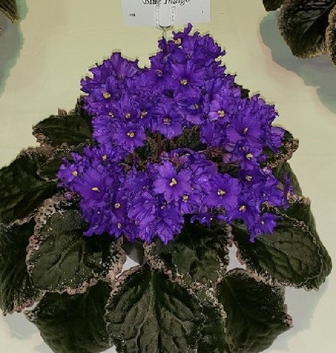African Violet * Buckeye Blue Indigo | eBay