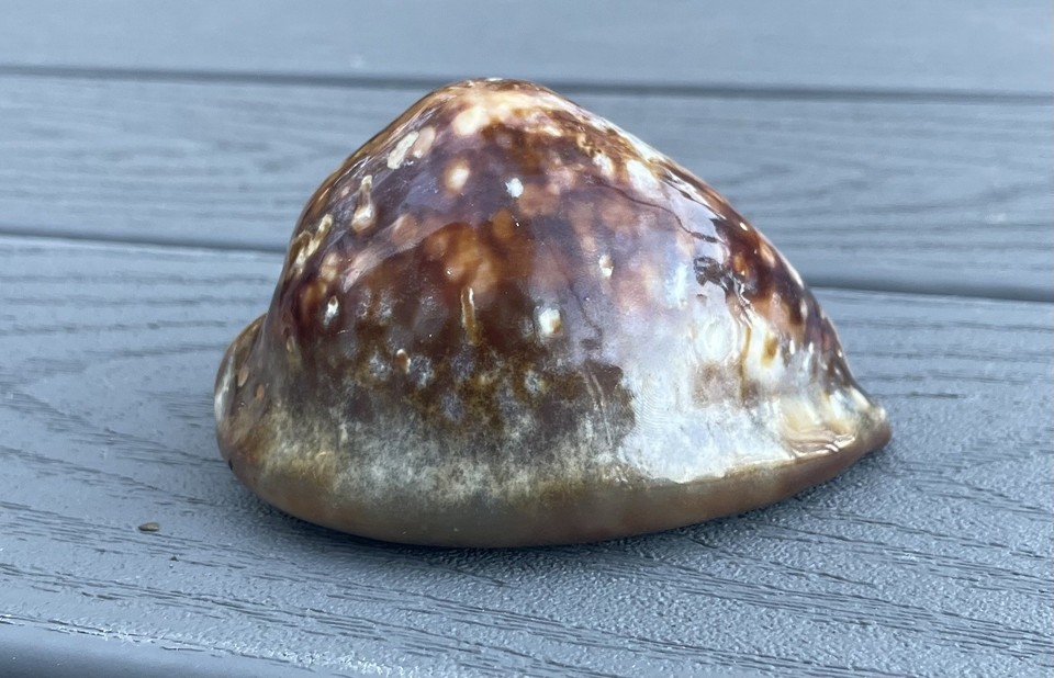 Cypraea mauritiana Hawaiianesis Humpback Cowrie) seashell GIANT! 88.9mm ...