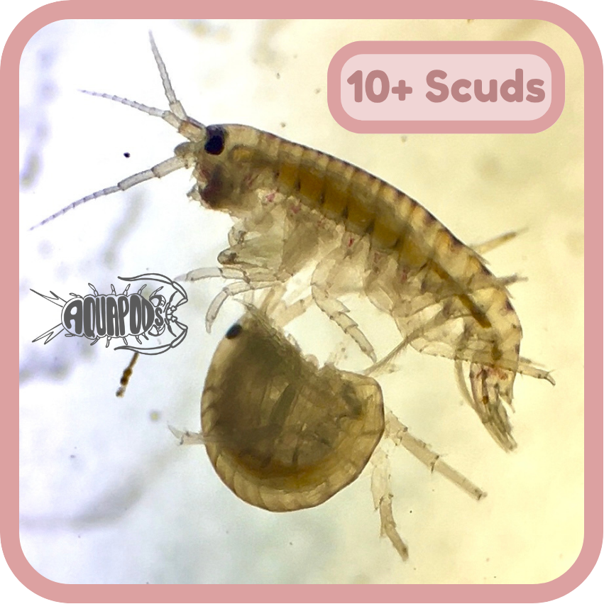 Pod Pack - Freshwater Isopods, Scuds, Ostracods, Daphnia, Copepods ...