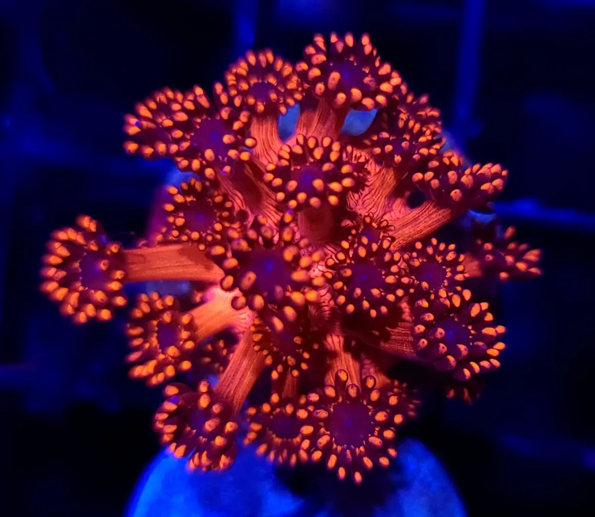 ORA Metallic Red Goniopora * Goni * Live Coral Frag * AJs Aquariums | eBay