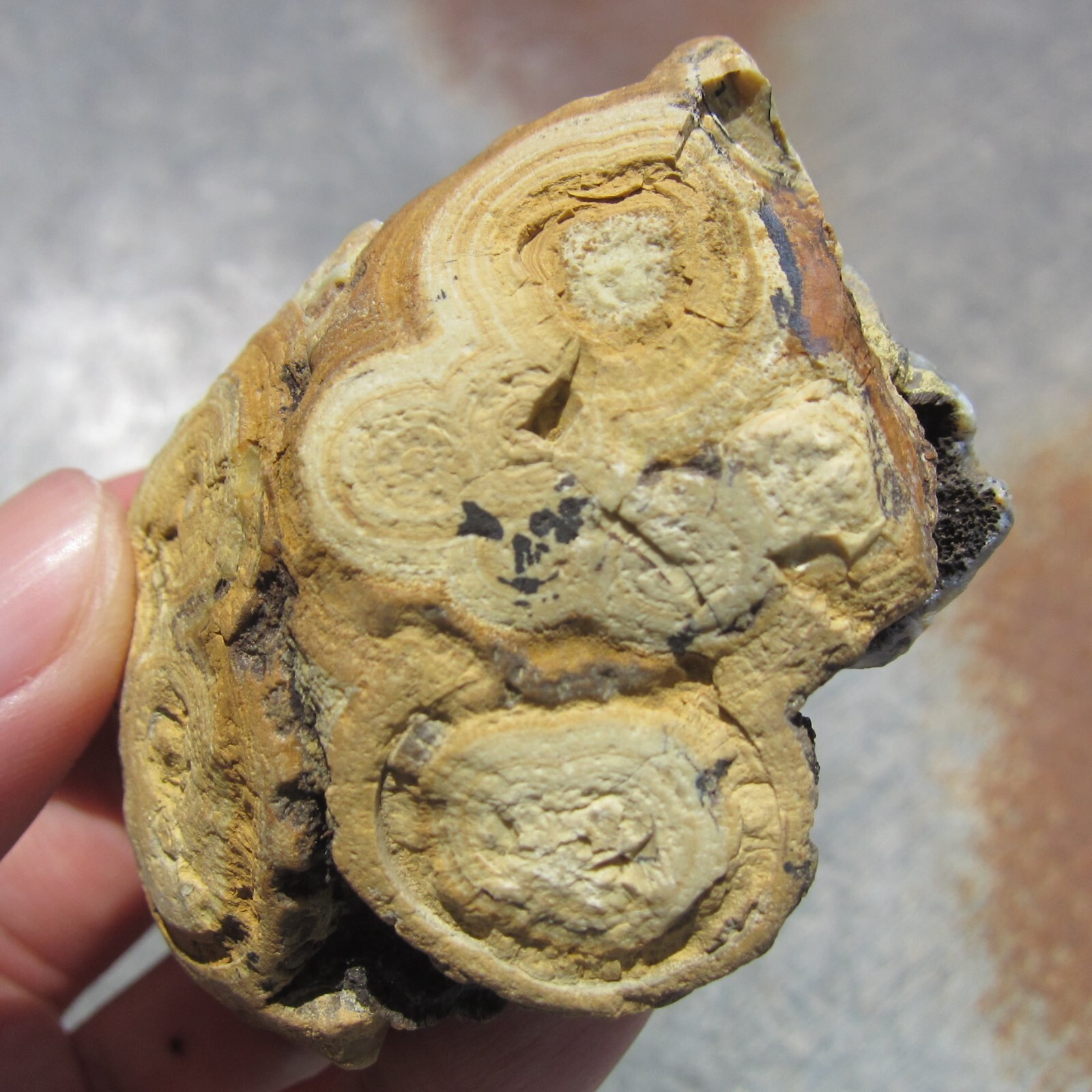 Natural Gobi eye stone Gobi rough agate/Jasper for Bonsai Suiseki gm943 ...